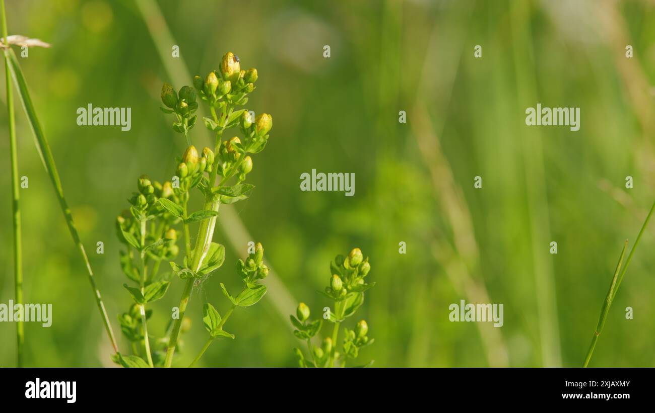Hypericum perforatum, known as perforate st john s-wort. Species of the ...