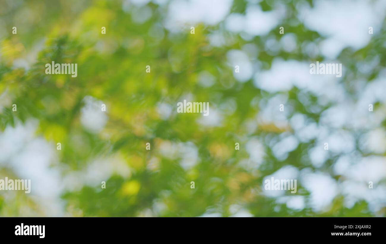 Bokeh. Beautiful blurry green nature bokeh background. Green light bokeh nature background Stock ...