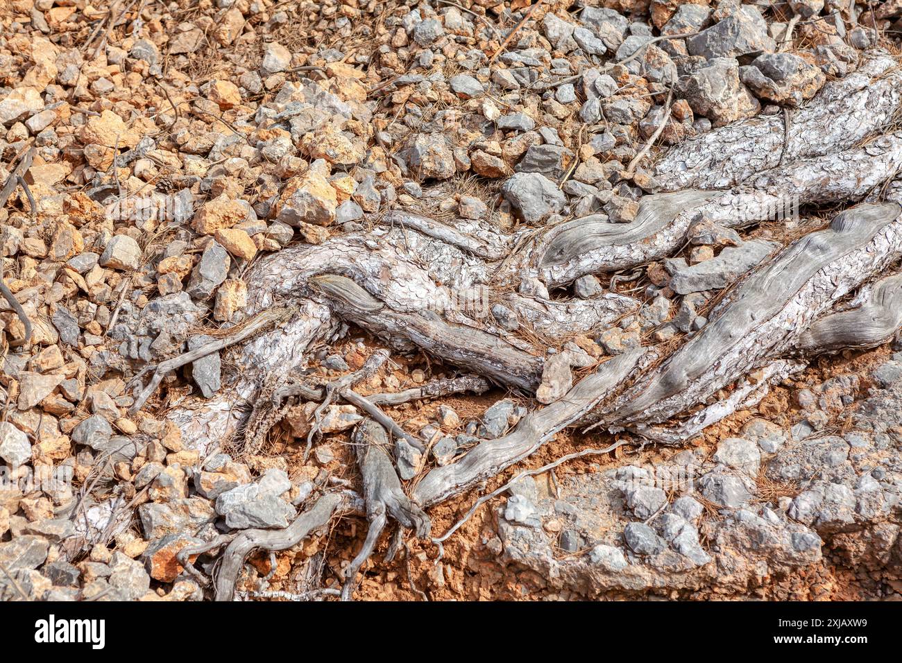Large root is sticking out of the ground in a rocky area. Majestic tree ...