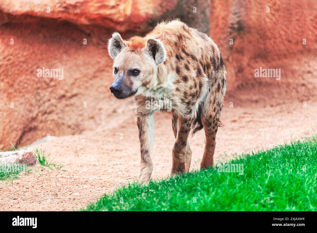 Hyena cub rock hi-res stock photography and images - Alamy