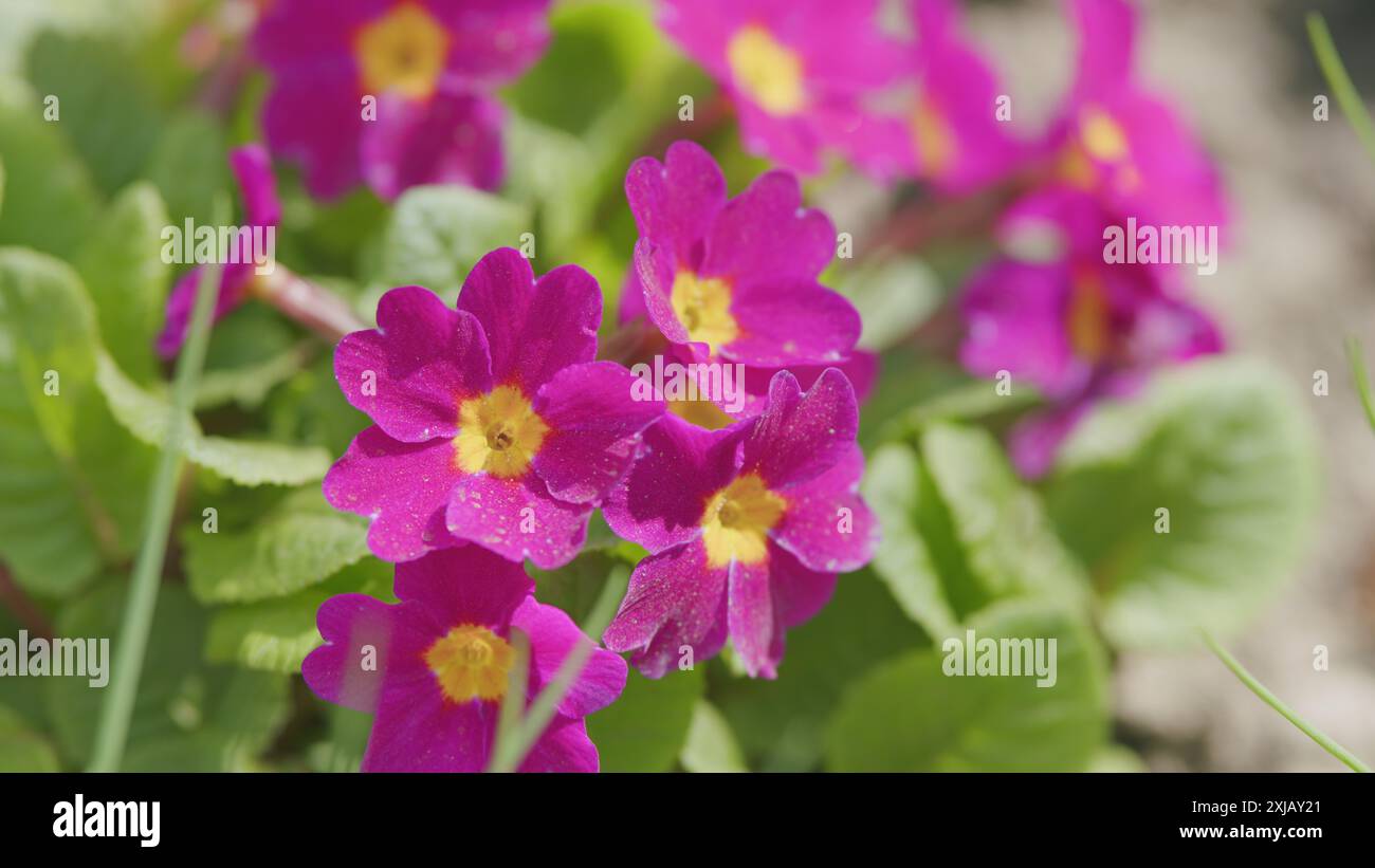 Flowering plant in family primulaceae. Primrose. Primula. Sunlight in ...