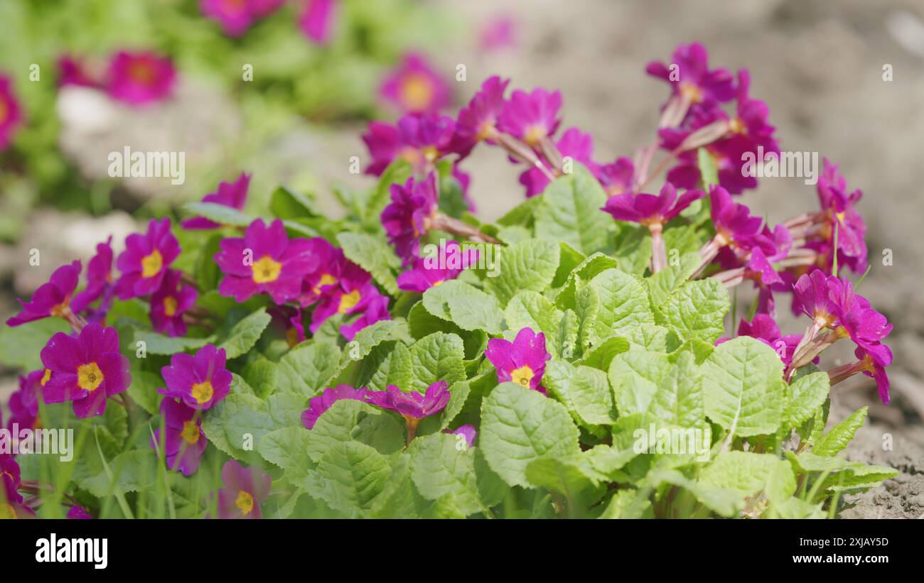 Julia primrose or primula juliae, beautiful spring flowers. Sunlight in ...