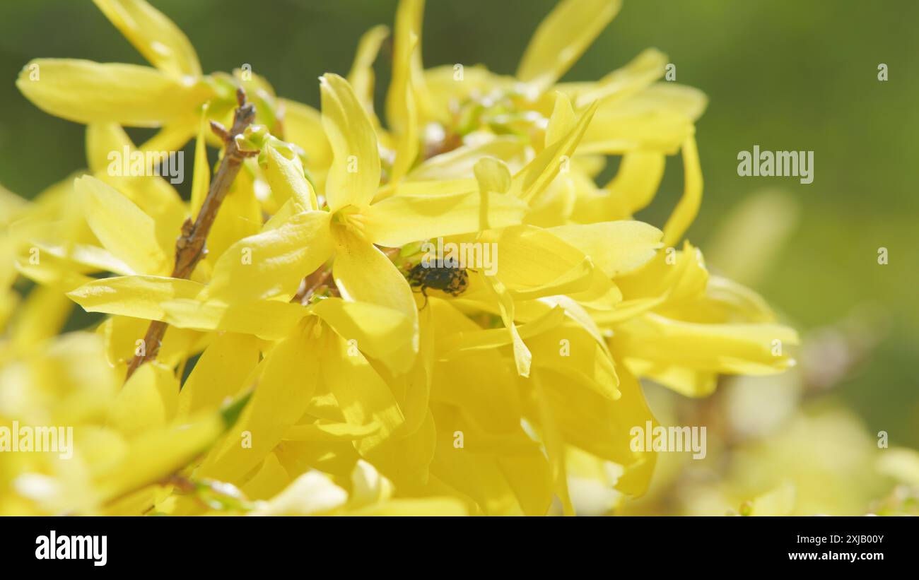 Close up. Forsythia petals with golden flowers of forsythia bush. Plant ...