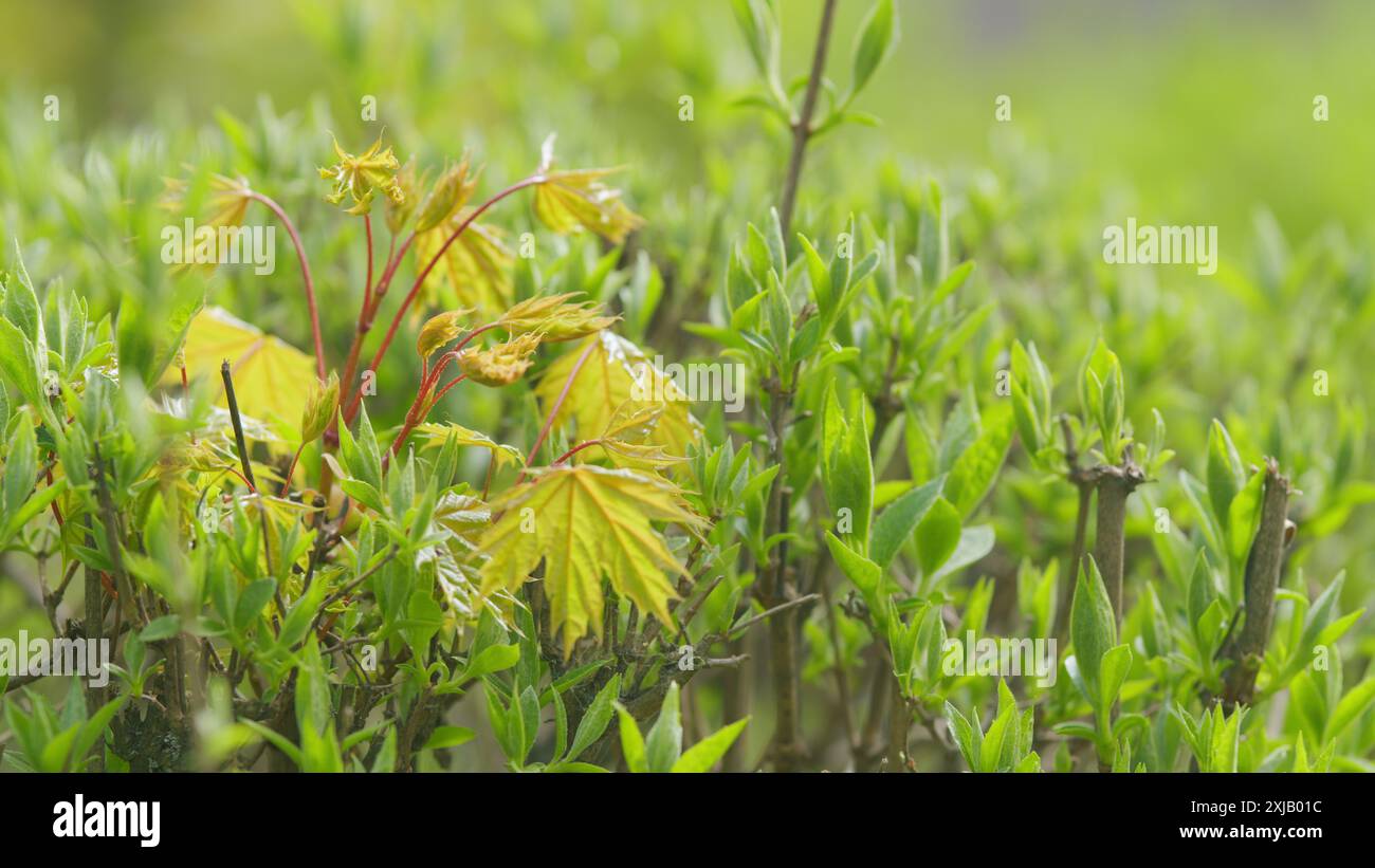 Slow motion. Common snowberry symphoricarpos albus. Ghostberry bush ...