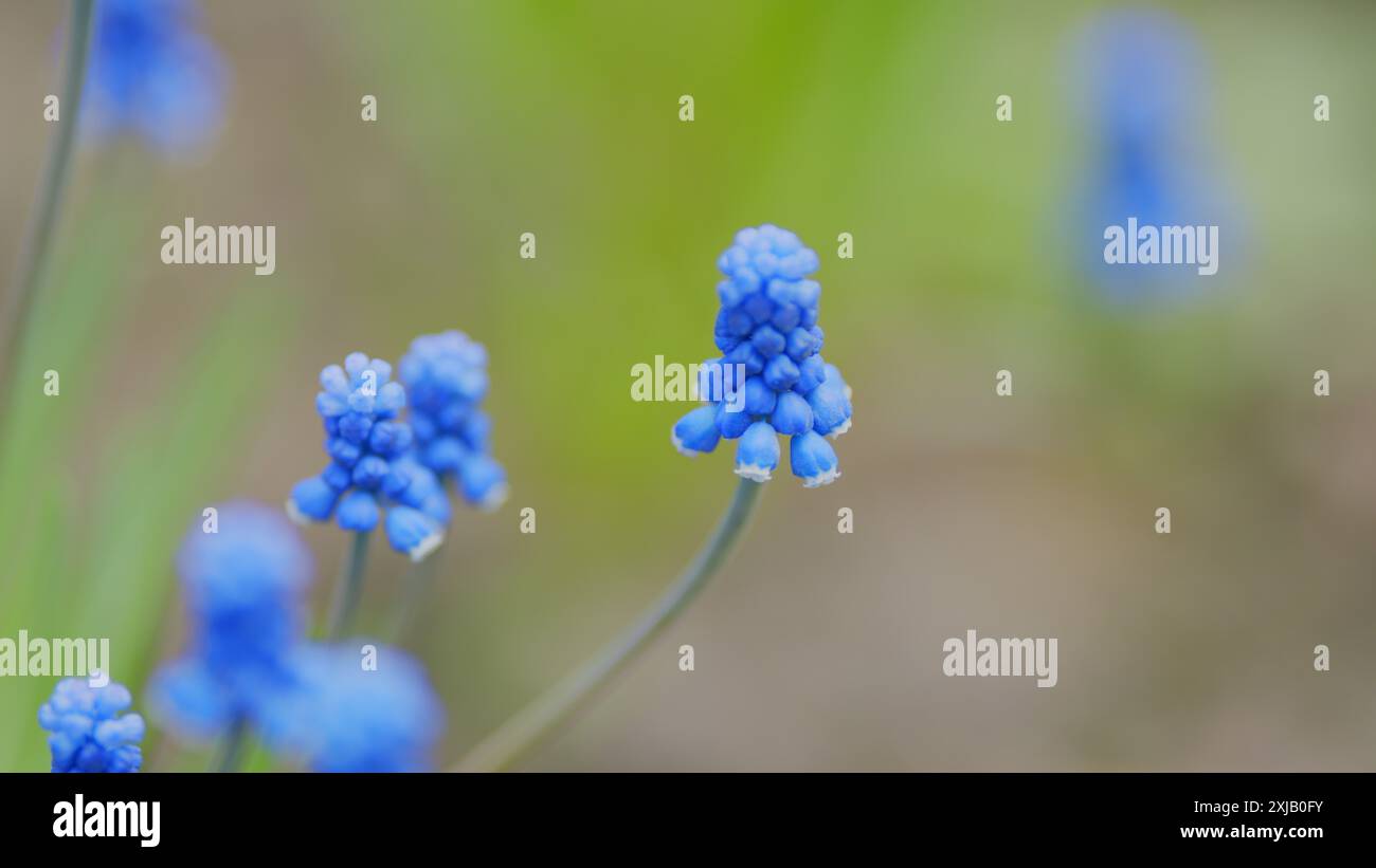 Rack focus. Blue spring flowers. Blue muscari flowers in nature ...
