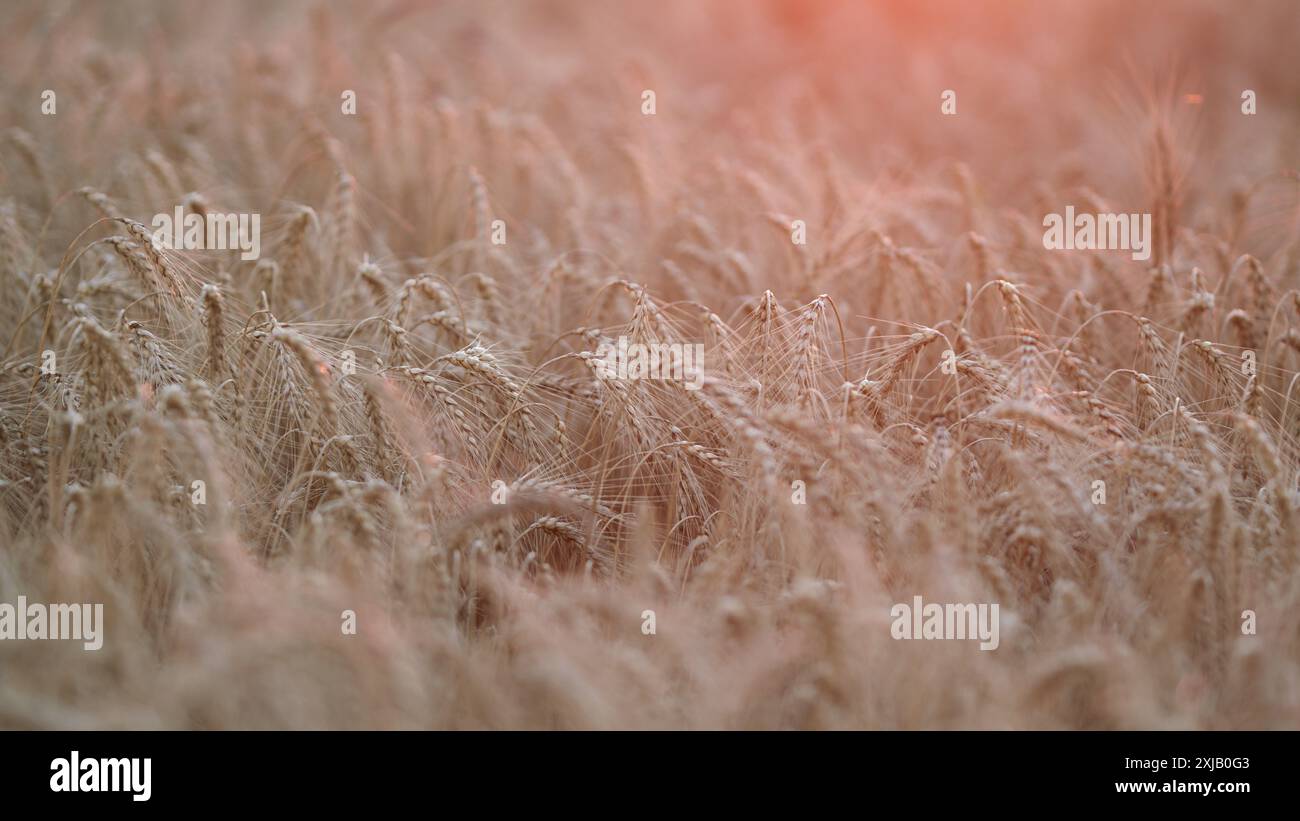 Rack focus. Wheat harvest field. Production of bread. Golden light ...