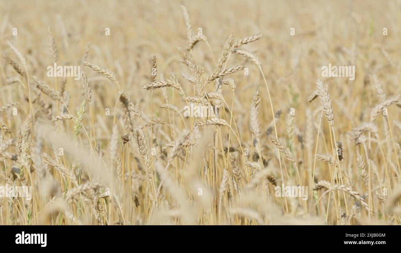 Slow motion. Big harvest of wheat. Growing grain of wheat farmer field ...