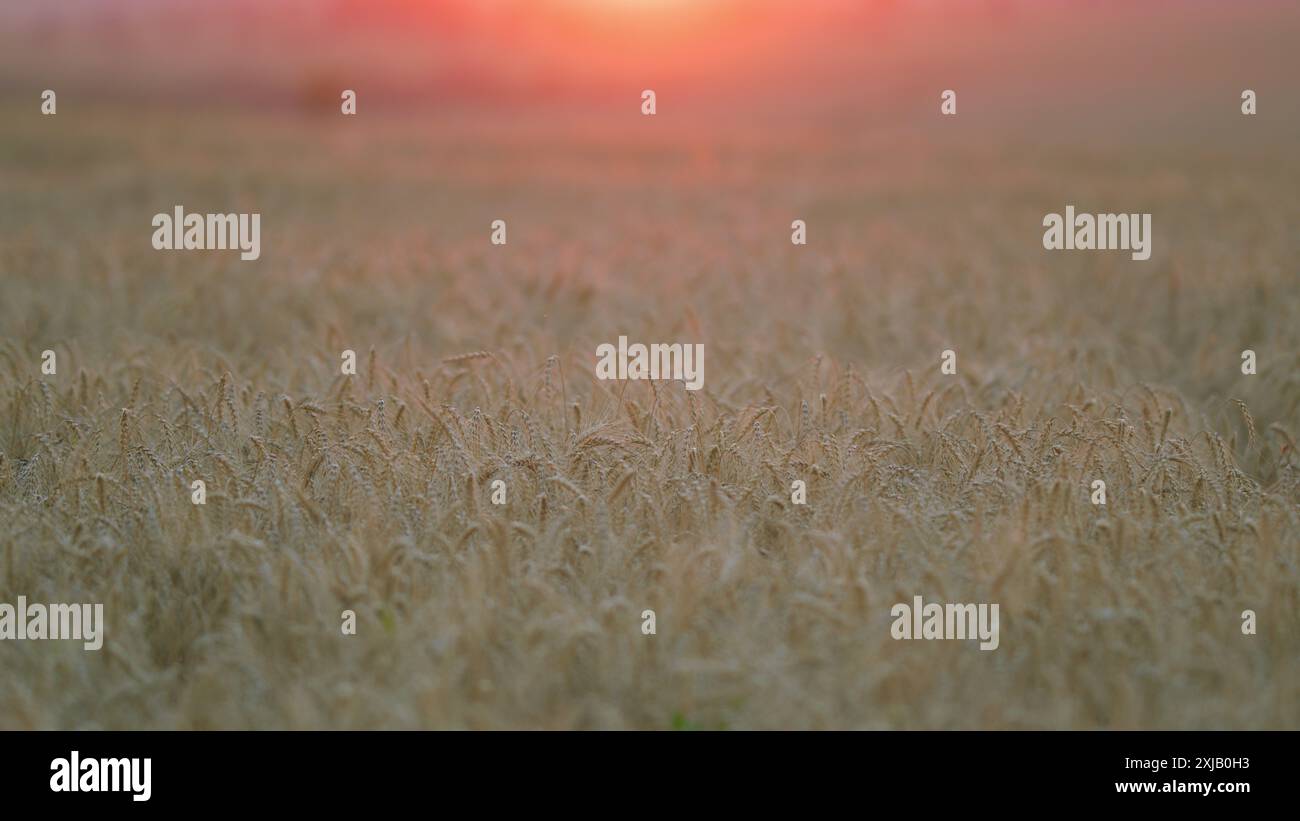 Rack focus. Ears of wheat. Concept of agriculture, fertility ...