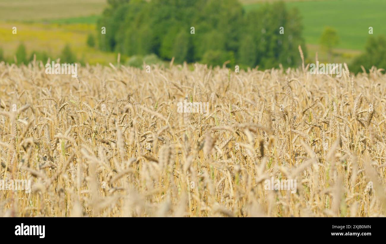 Slow motion. Flutters the ears of wheat. Ripening ears of yellow wheat ...