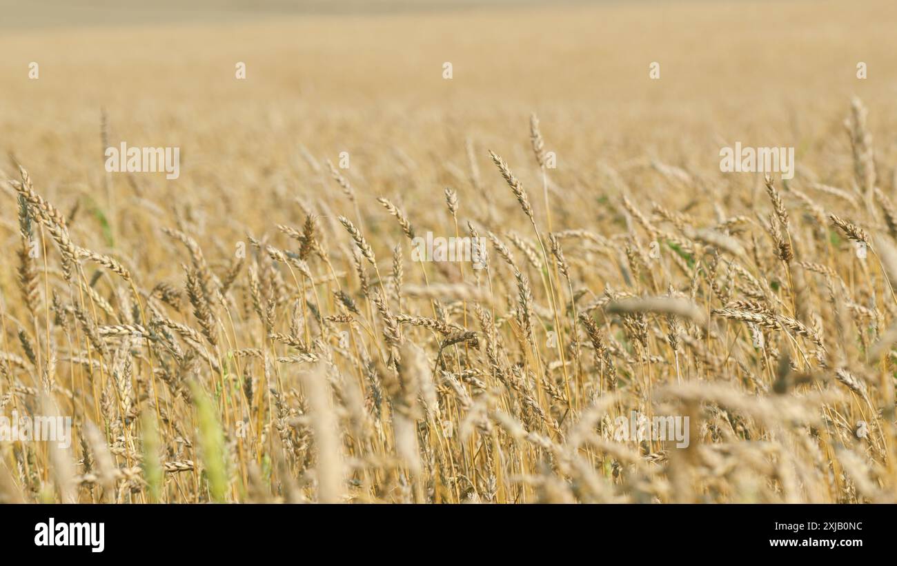 Slow motion. Wheat ears on light wind at sunny day. Ripening wheat ...
