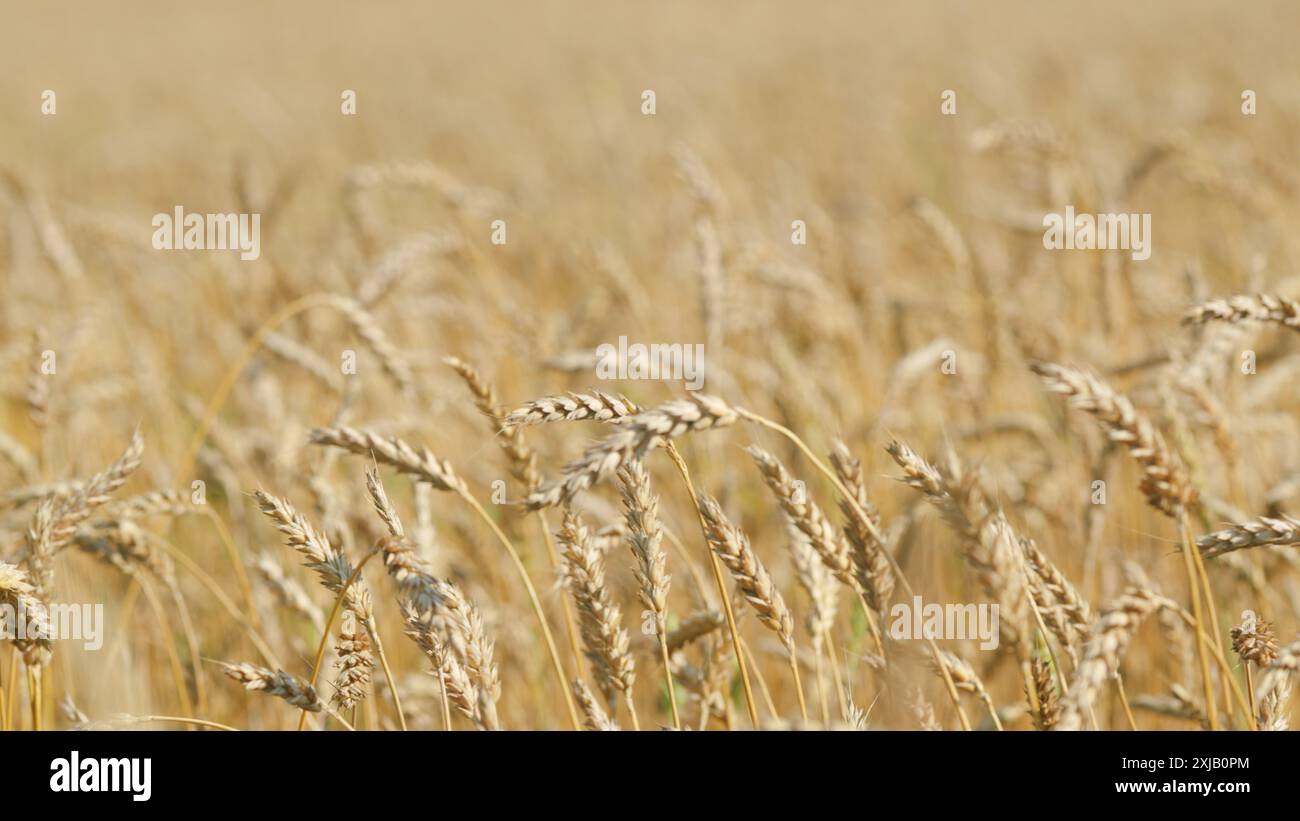 Rack focus. Fruitful year. Harvest time. Ears of wheat have not ripened ...