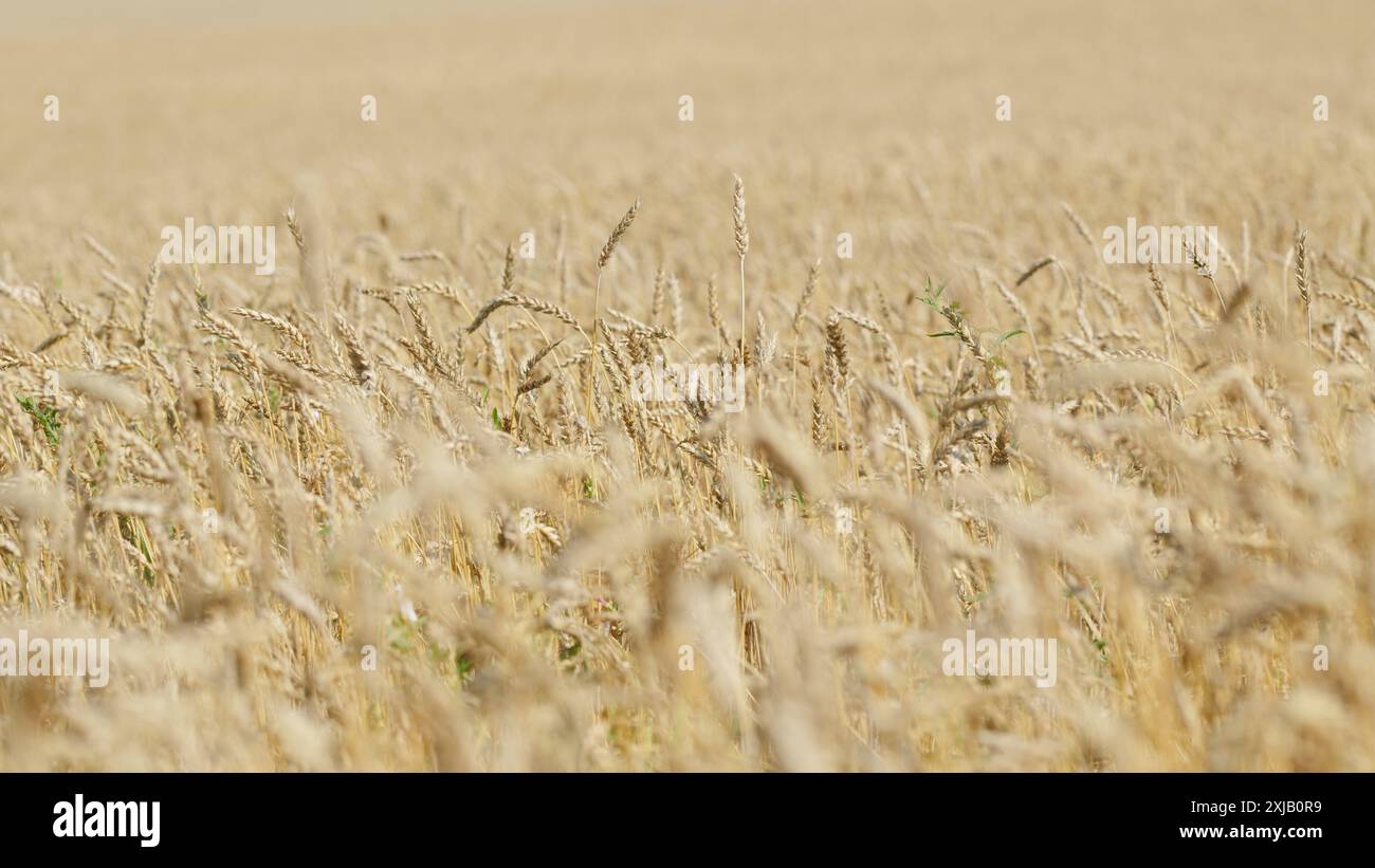 Shallow depth of field. Golden, ripe, dry ears of rye on a clear, sunny ...