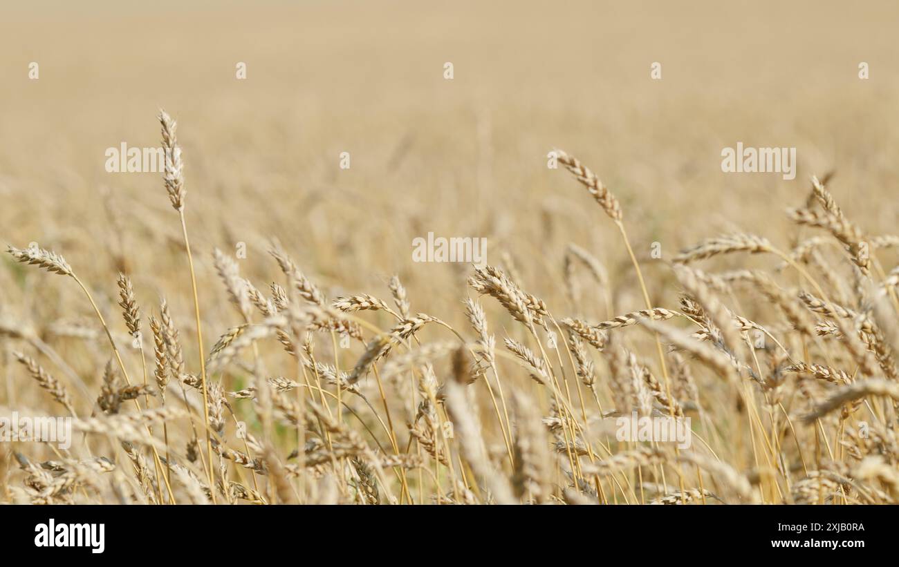 Slow motion. Wheat field. Backdrop of ripening ears of yellow wheat ...