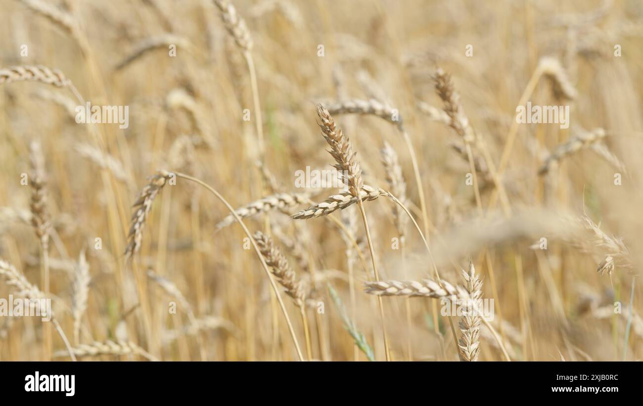 Slow motion. Grains of wheat in ears ripen in sun. Wind flutters the ...
