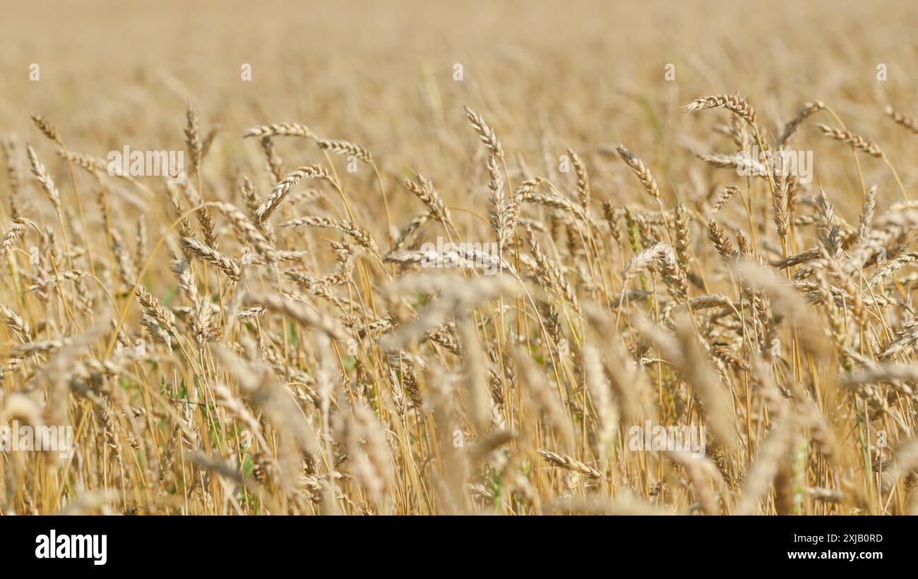Slow motion. Big harvest of wheat. Growing grain of wheat farmer field ...
