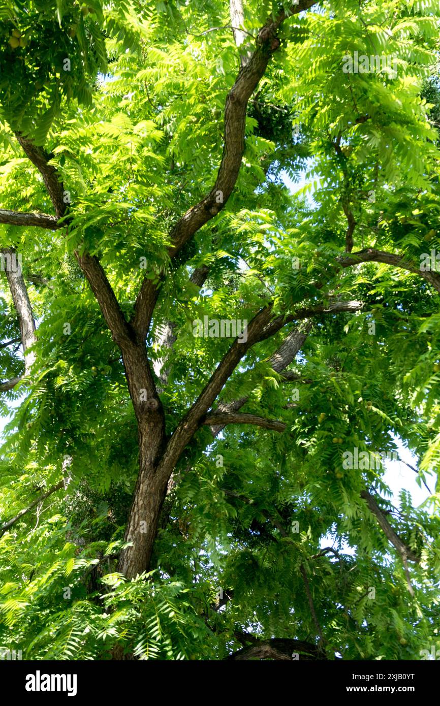 Native tree of north america hi-res stock photography and images - Alamy