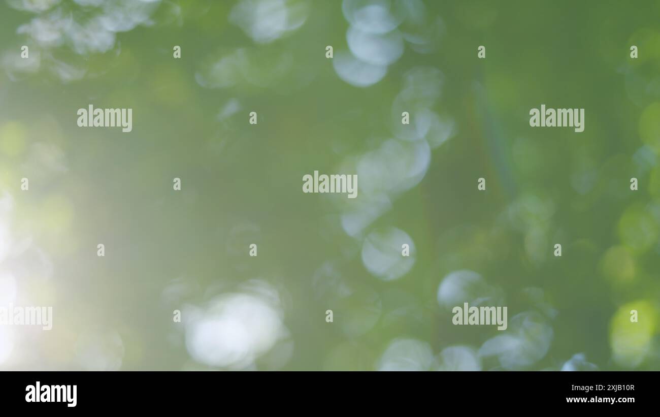 Blur. Sun light shine through green tree in the morning day. Blurred ...