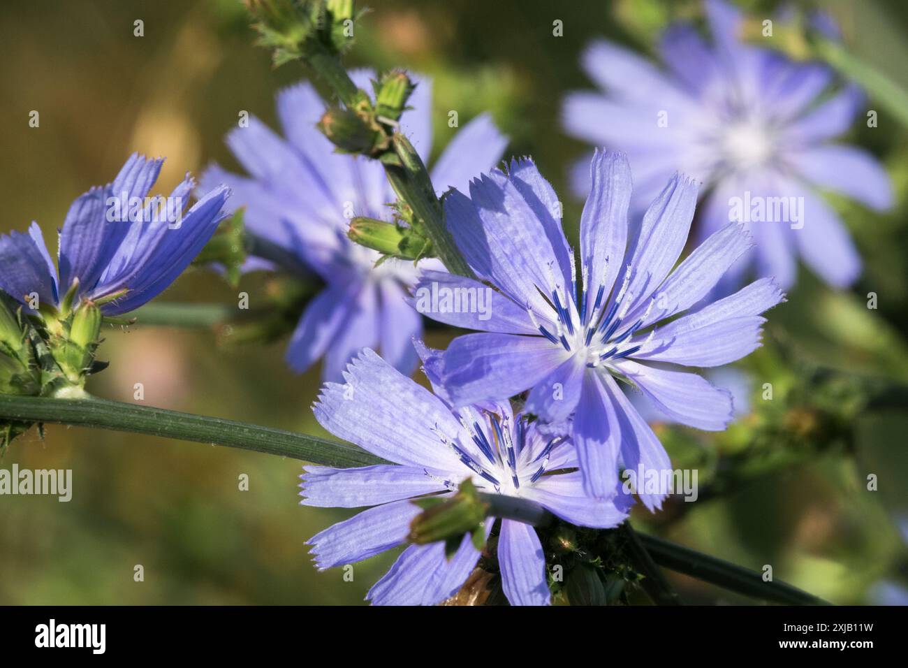 Plants chicory blue flowers hi-res stock photography and images - Alamy