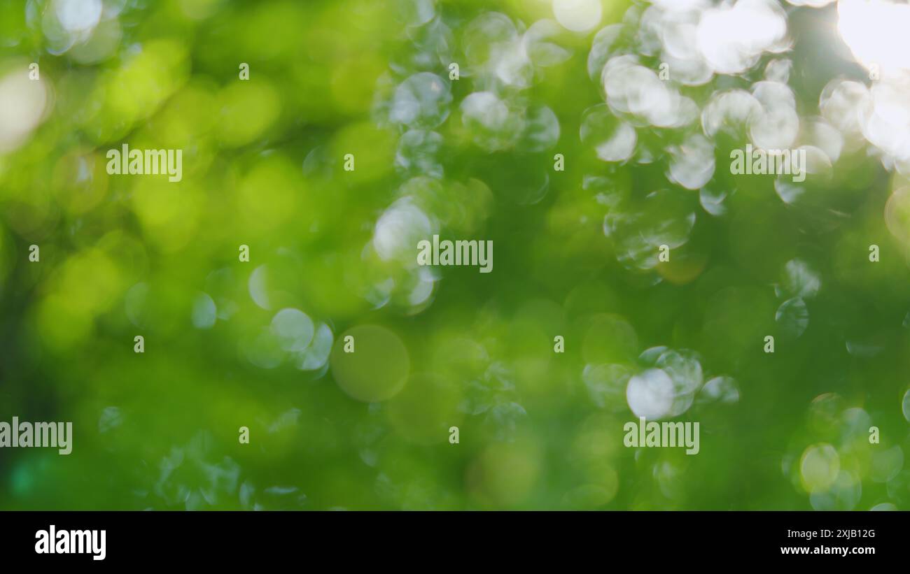 Blur green flare light abstraction hi-res stock photography and images ...