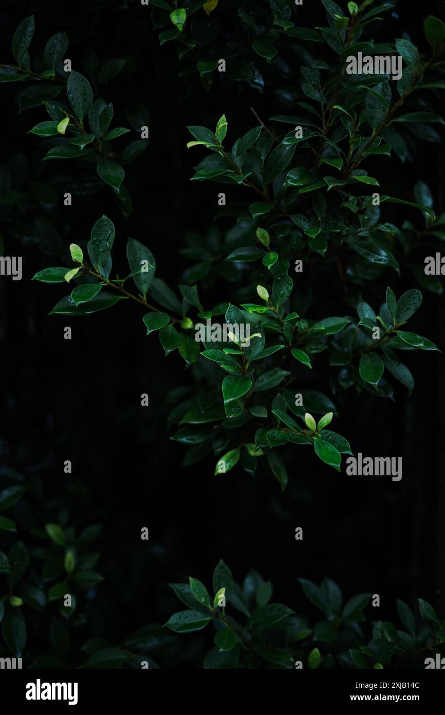 Close up small Banyan tree leaves in dark background Stock Photo - Alamy
