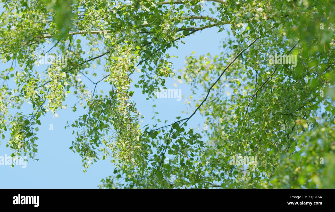 Slow motion. Branch of a birch tree. World environment day. Summer ...