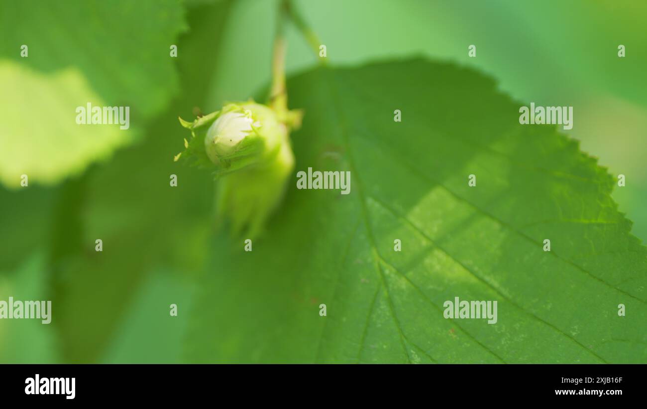Slow motion. Nuts of hazelnut on a tree. Nuts is a good source of ...