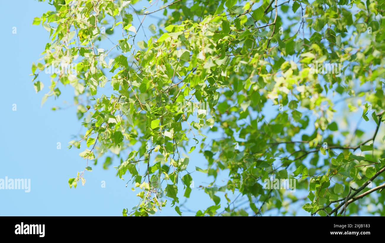 Slow motion. Young summer green leaves on faded background summer birch ...