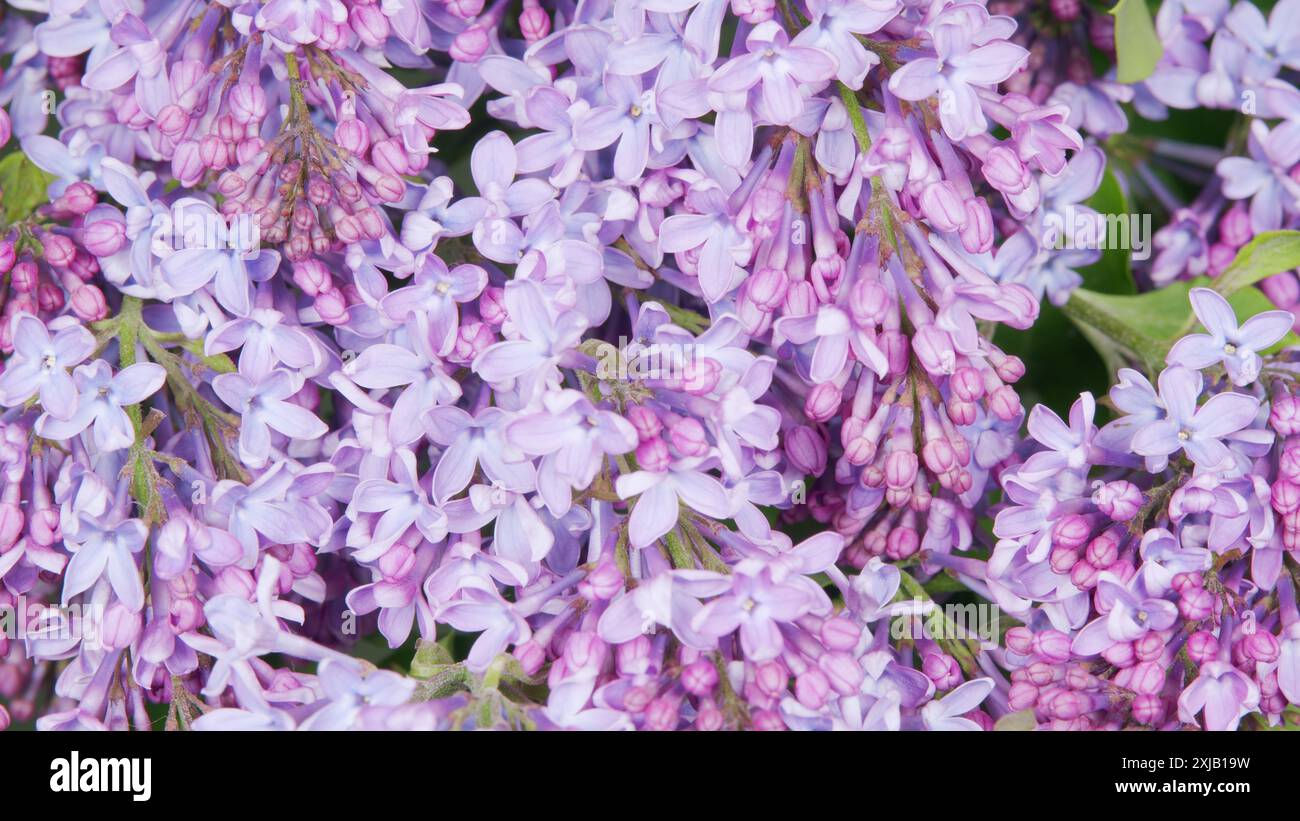 Light pink lily blooming timelapse hi-res stock photography and images ...