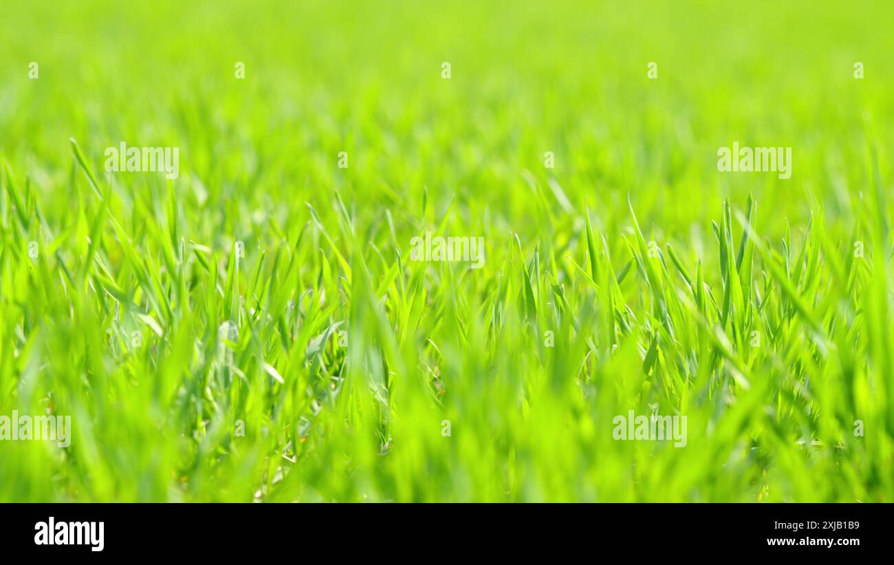 Pan. Young winter wheat field in the field. Grass is waving in wind ...