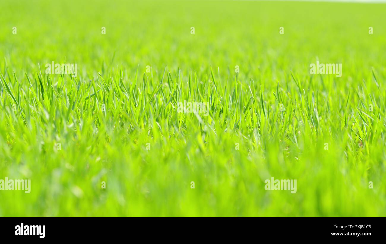 Slow motion. Green wheat swaying in wind. Natural texture background in ...