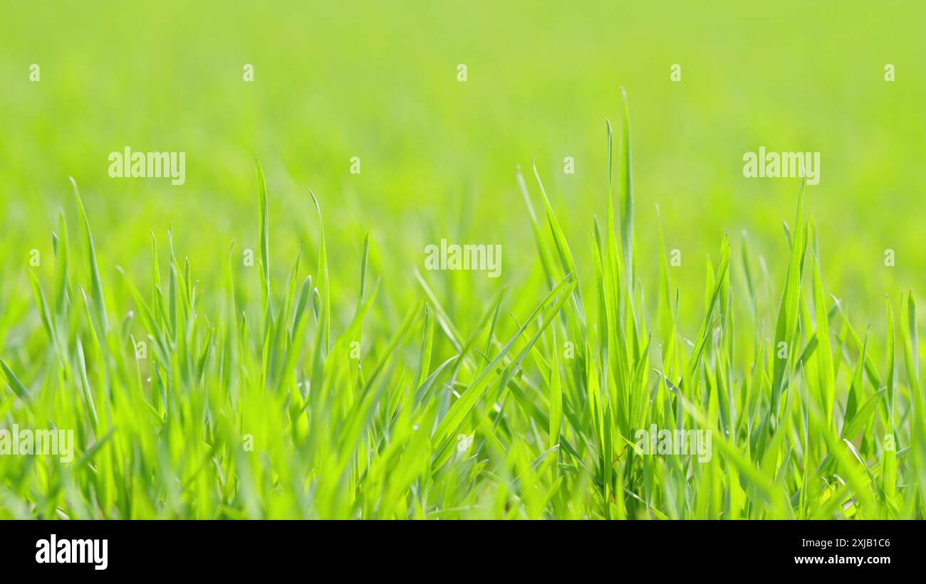 Close up. Green grass lawn. Green background of grass leaf in field ...