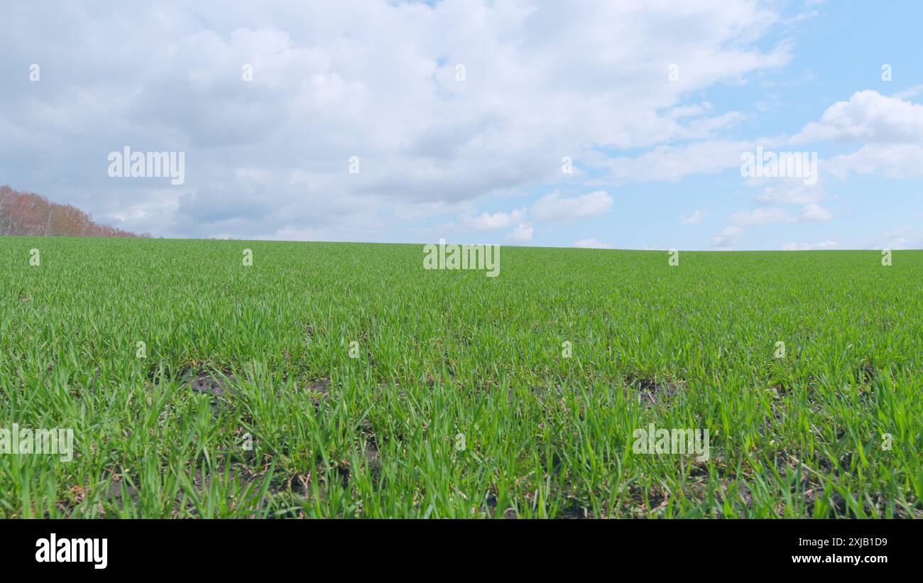 Pan. Young sprouts of winter wheat of grain crops. Future crop growth ...