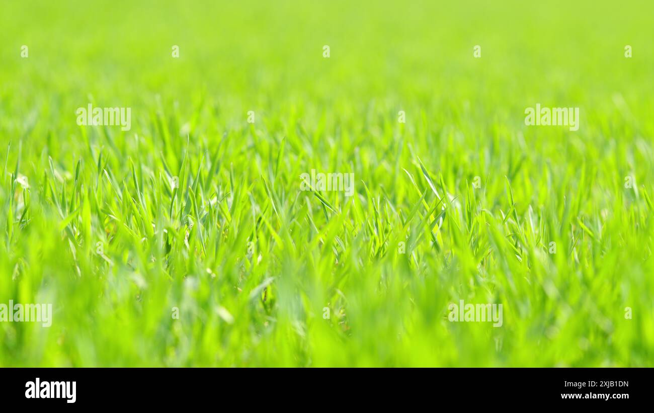 Pan. Green grass lawn. Green background of grass leaf in field ...