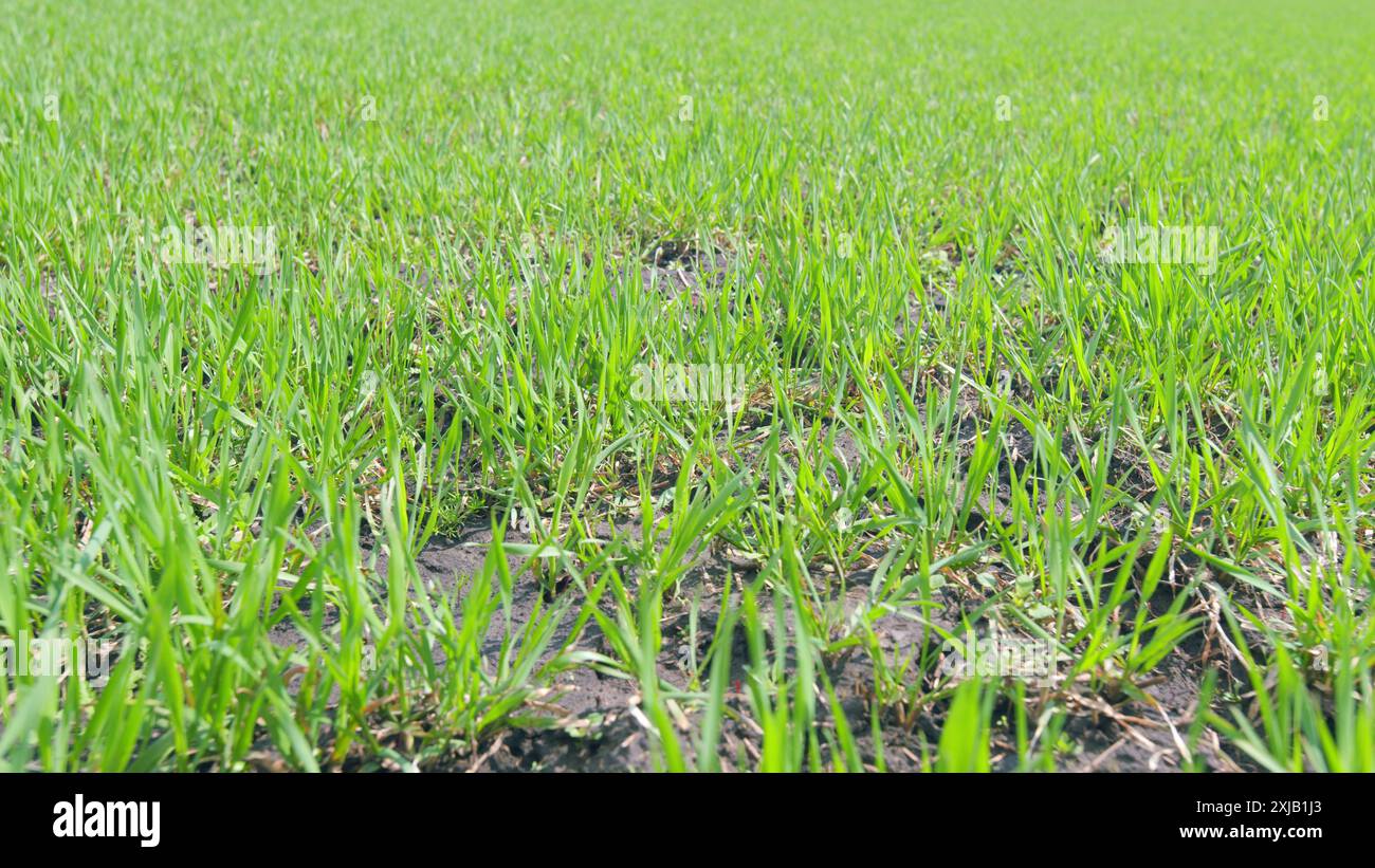Pan green spring wheat hi-res stock photography and images - Alamy
