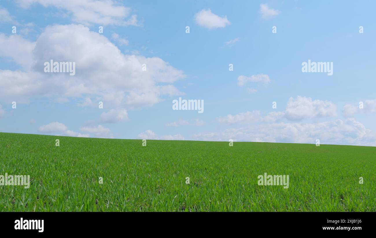 Green corn field wide shot hi-res stock photography and images - Alamy