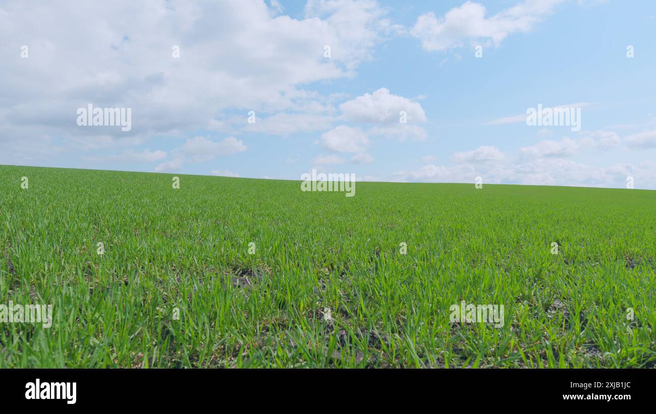 Pan. Agriculuture farm in countryside. Beautiful fresh green grass ...