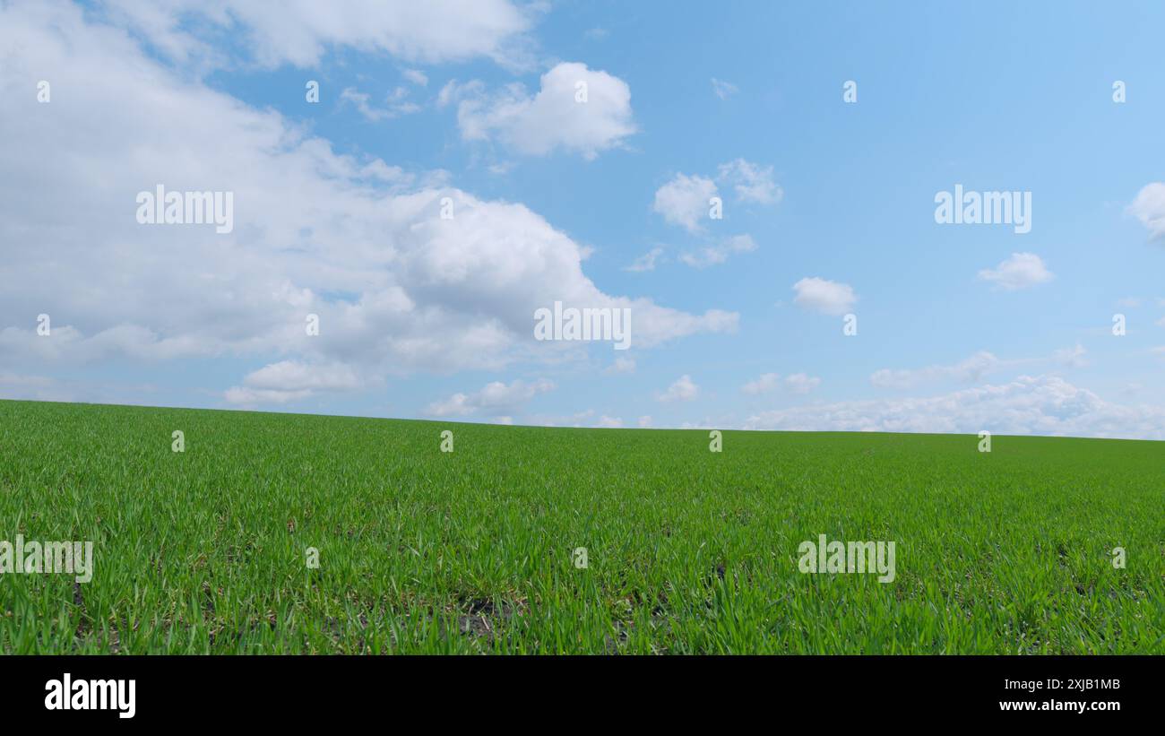 Green corn field wide shot hi-res stock photography and images - Alamy