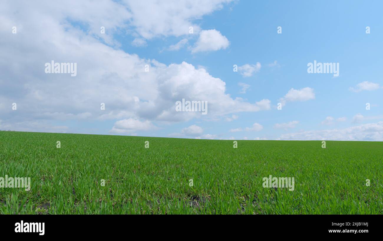 Pan. Young winter wheat field in the field. Grass is waving in wind ...