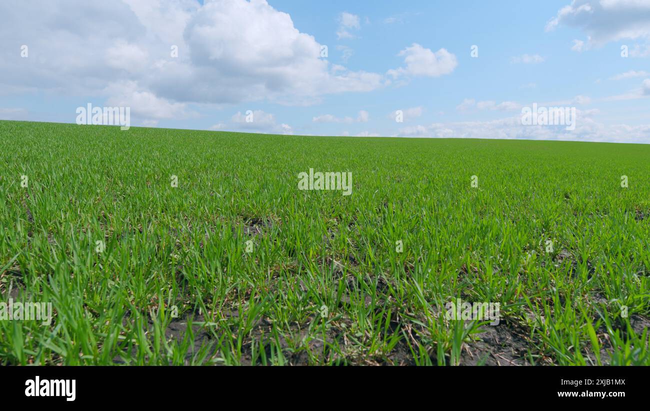Pan. Young sprouts of winter wheat of grain crops. Future crop growth ...