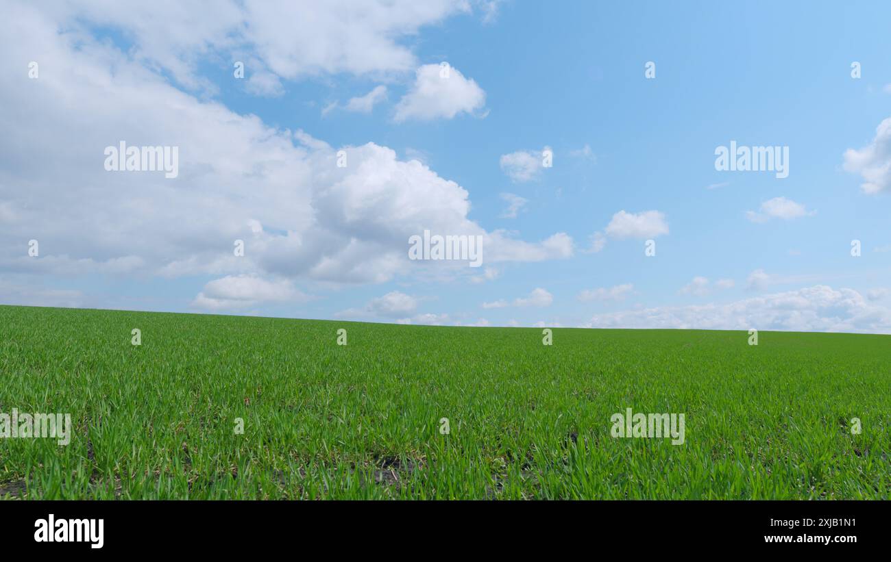 Pan. Agriculture farm concept. Growing agriculture crops after winter ...