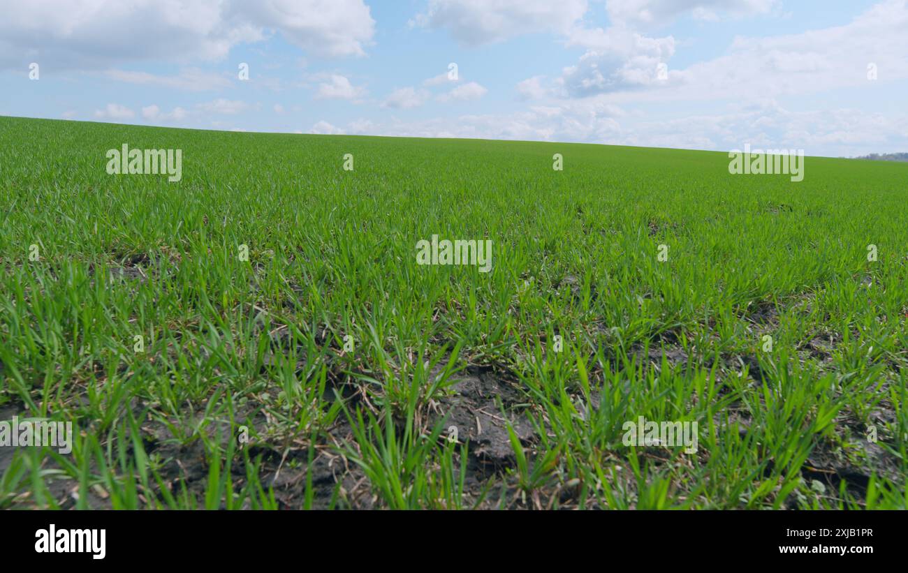 Pan. Green grass moving in wind. Background of bright green grass Stock ...