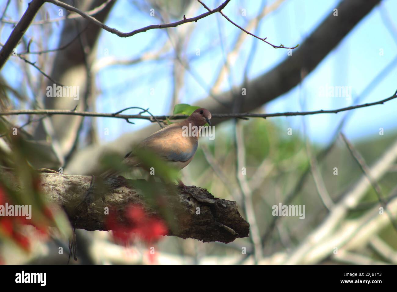 The laughing dove (Spilopelia senegalensis) a small pigeon in garden ...