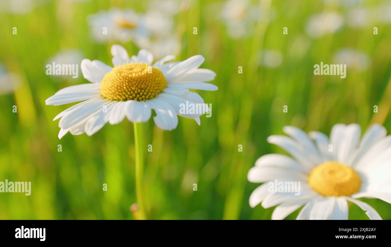 Macro view. Blooming camomile in the green field. Flowering and ...