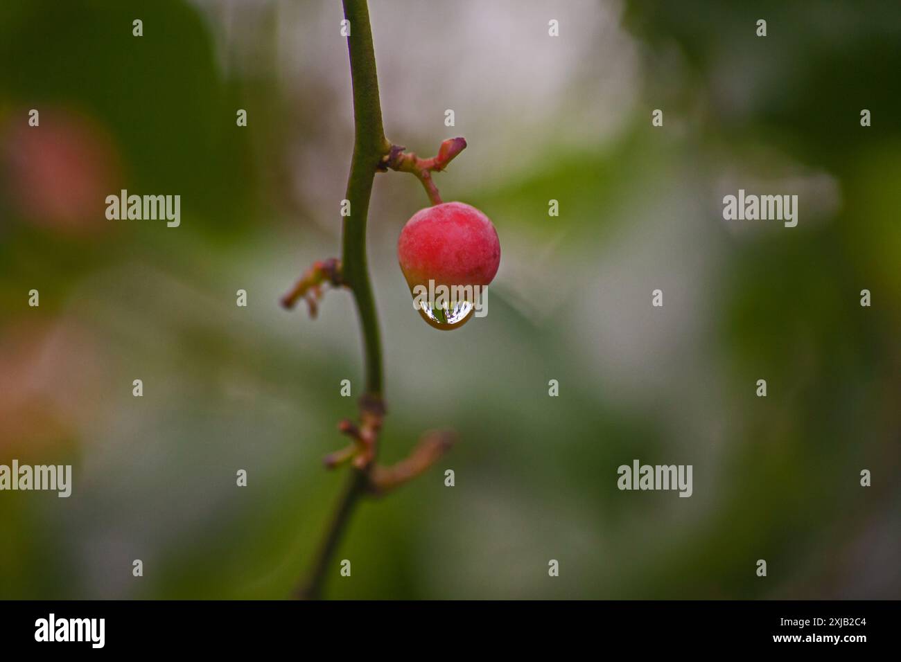 Ripening Blueberry in the rain 14361 Stock Photo - Alamy