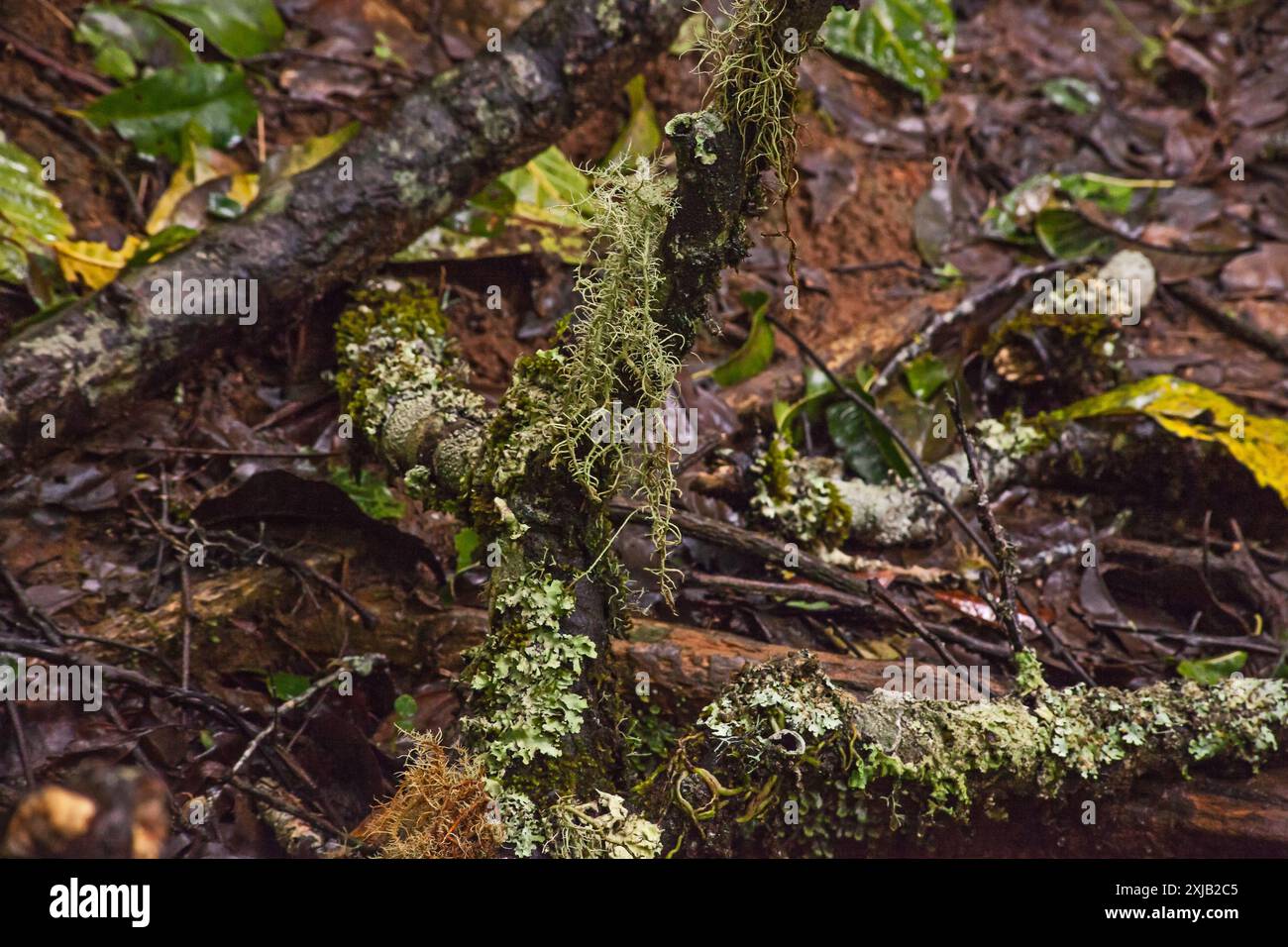 Different lichens together 14126 Stock Photo - Alamy