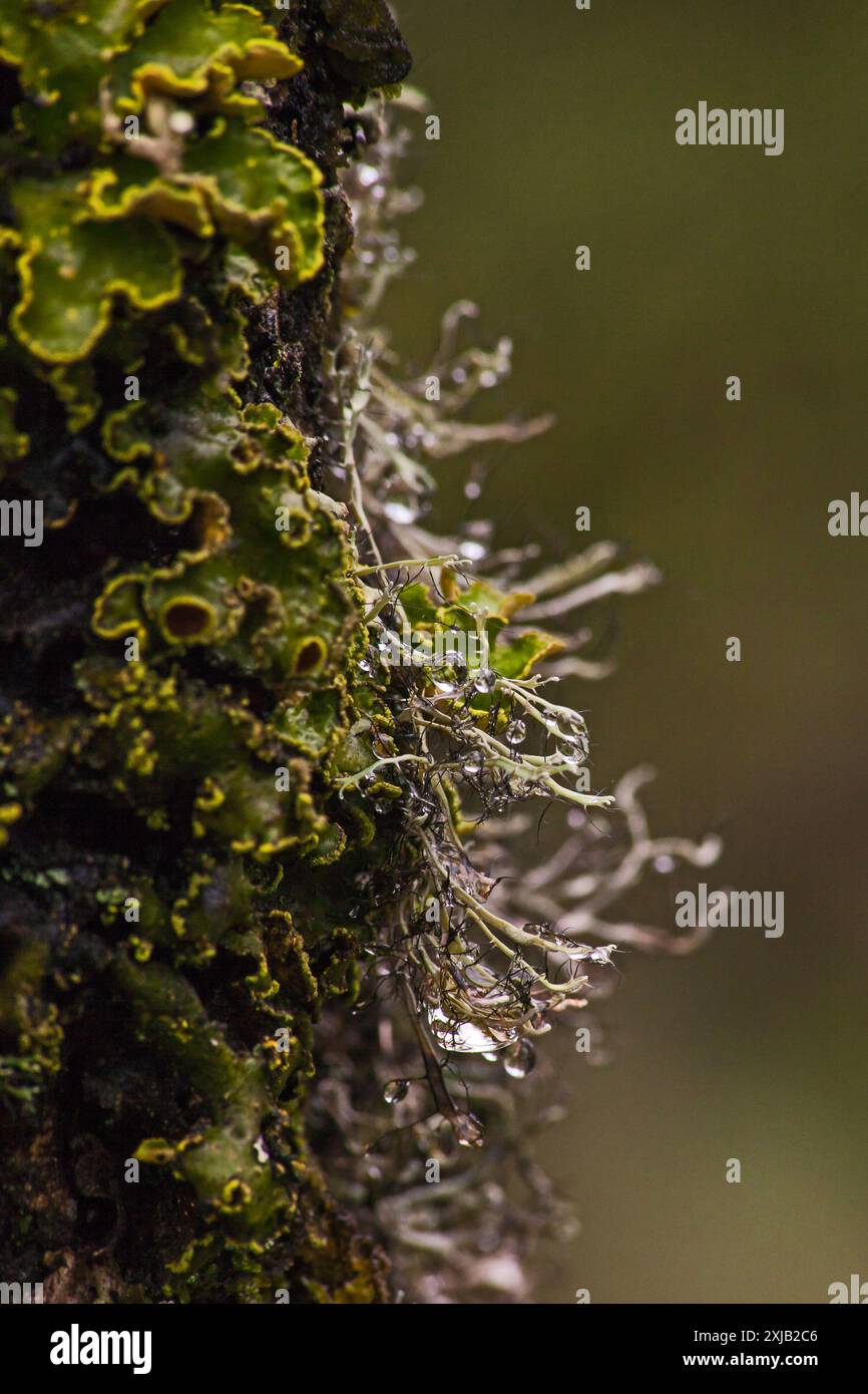 Different lichens together 14115 Stock Photo - Alamy