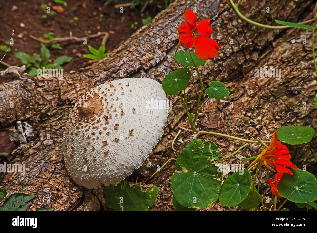 False parasol Chlorophyllum molybdites mushroom 9384 Stock Photo - Alamy