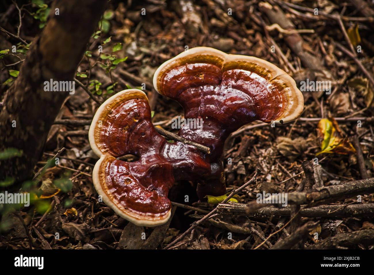 9373 hi-res stock photography and images - Alamy