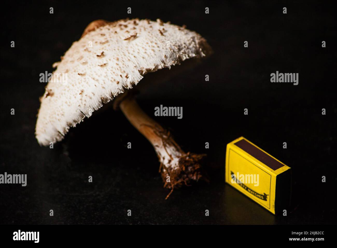 False parasol Chlorophyllum molybdites mushroom 9377 Stock Photo - Alamy