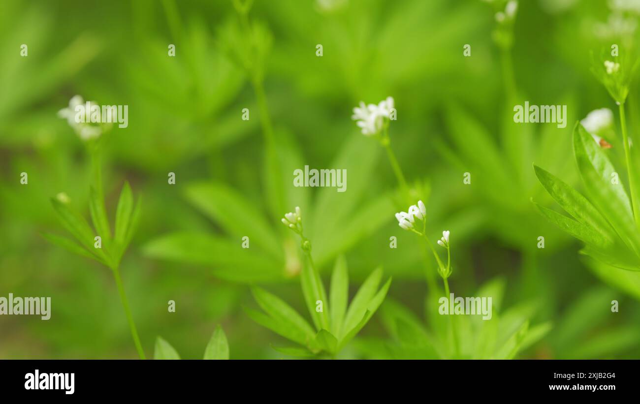Close up. Galium odoratum with white flowers. Sweetscented bedstraw ...